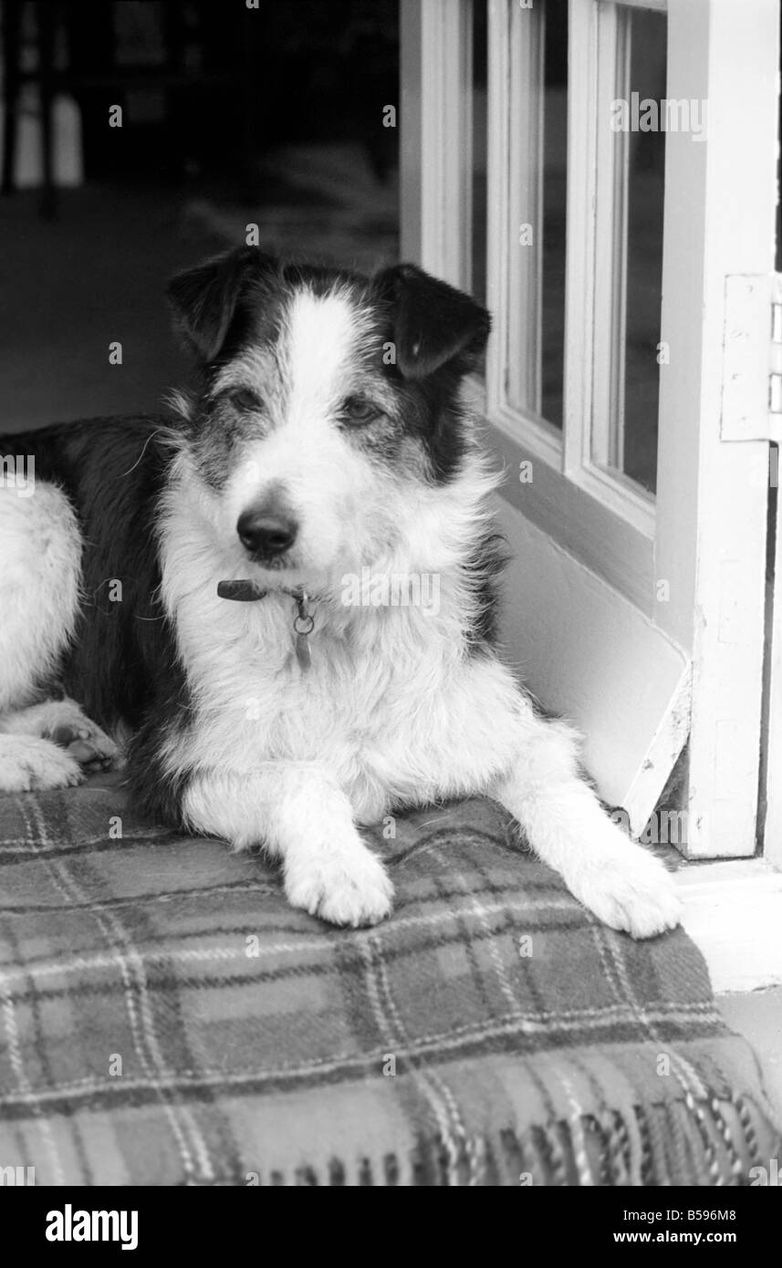 Alexander collie hi-res stock photography and images - Alamy