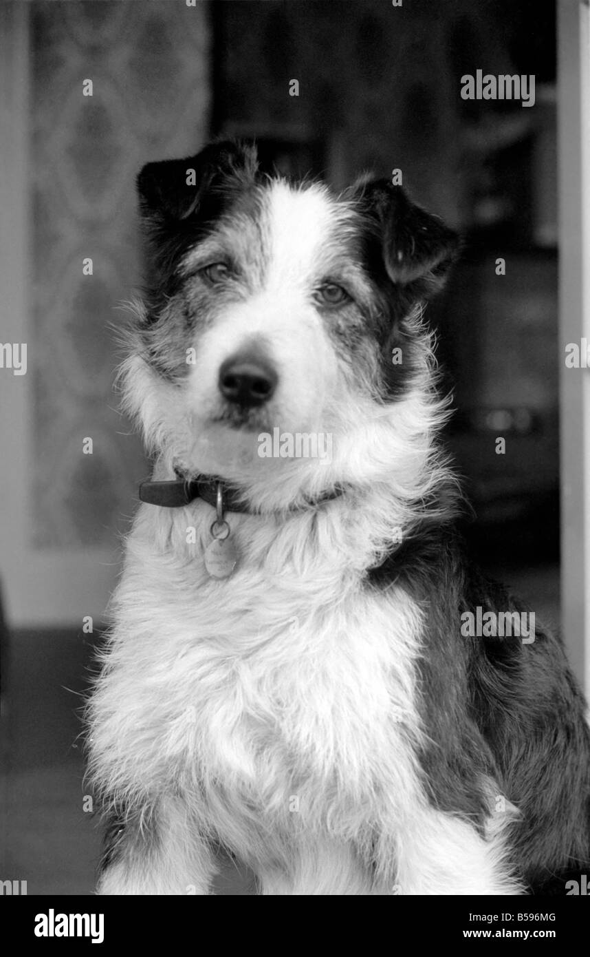 Alexander great dog hi-res stock photography and images - Alamy