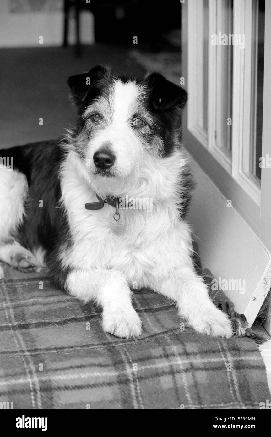 Alexander great dog hi-res stock photography and images - Alamy