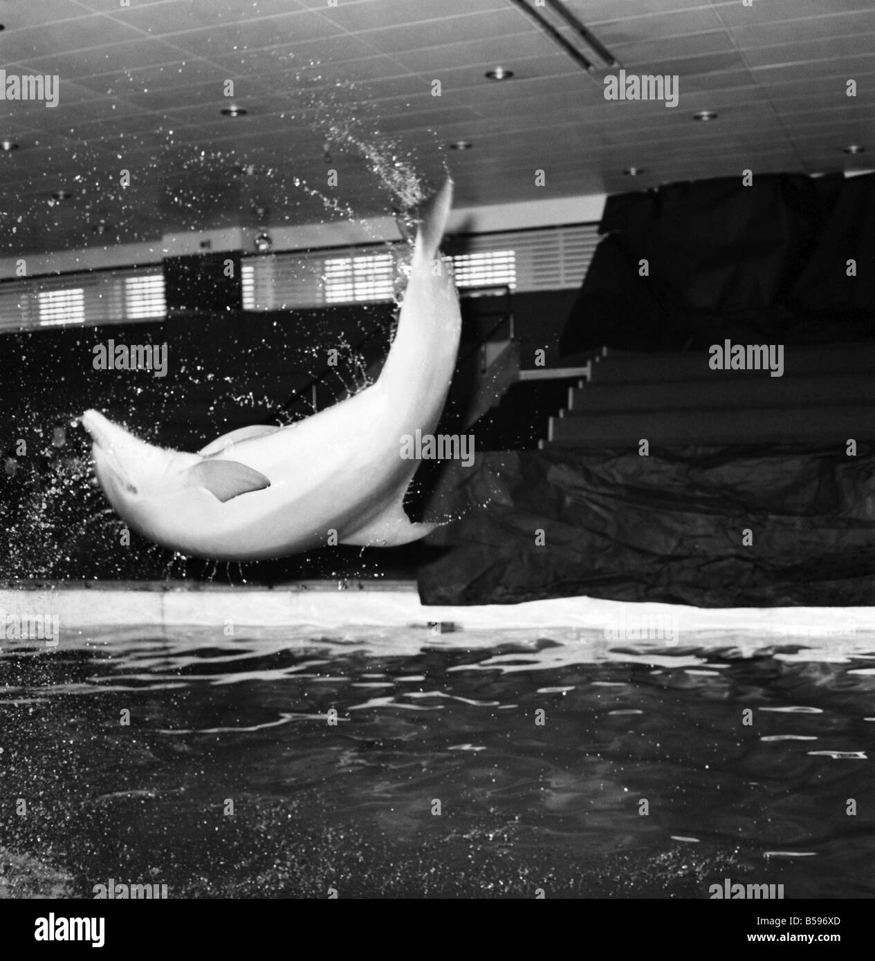 1970s trained dolphin hi-res stock photography and images - Alamy