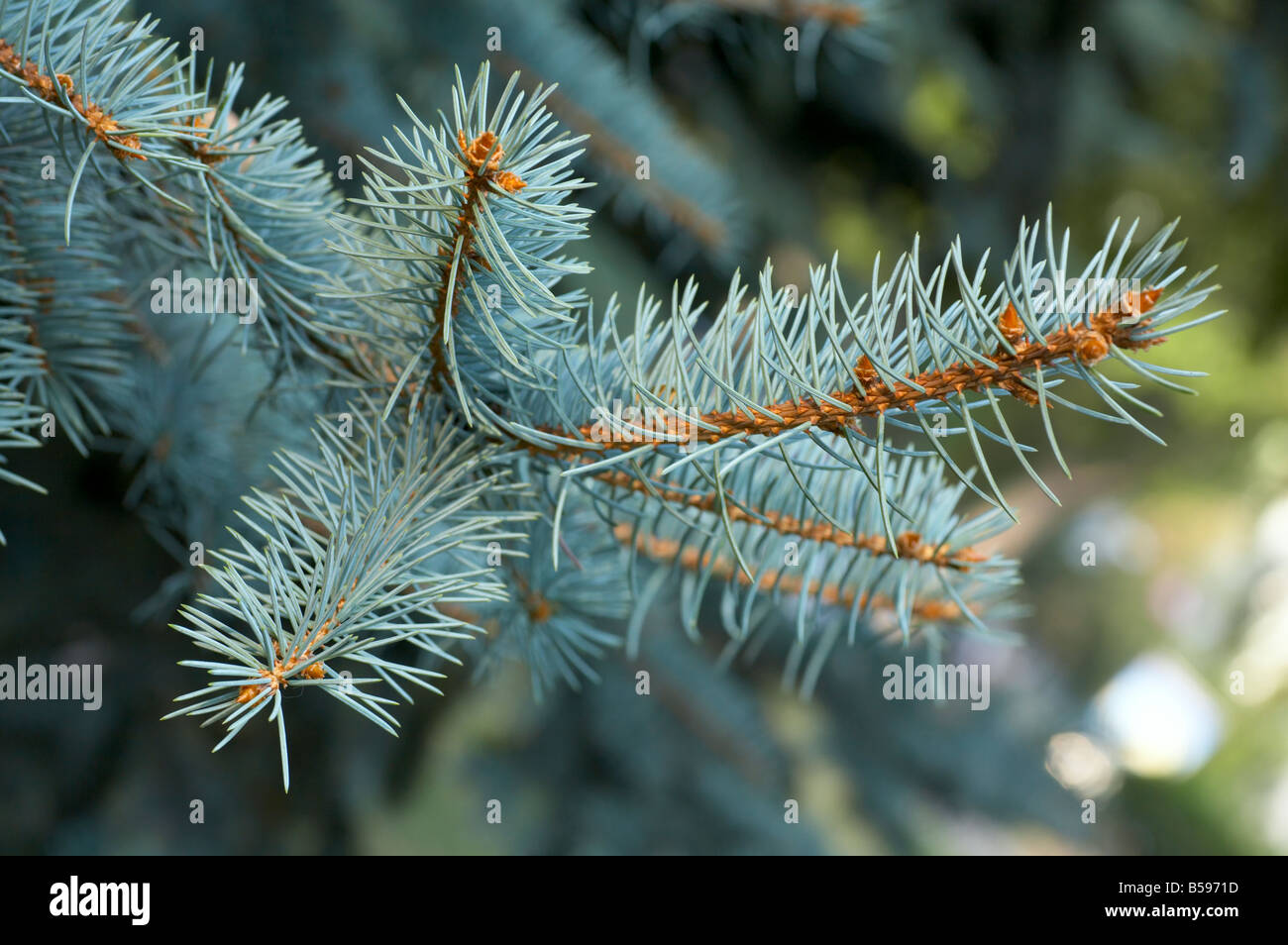 Fir tree twig hi-res stock photography and images - Alamy