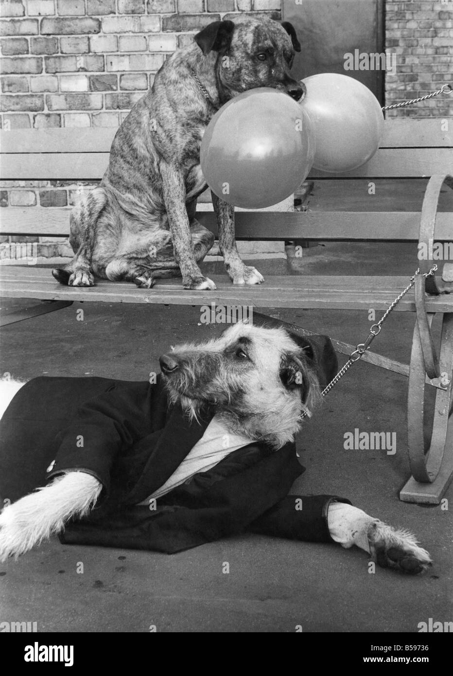 Two of the finalists in the Daft Dogs contest. Holding two balloons is ...