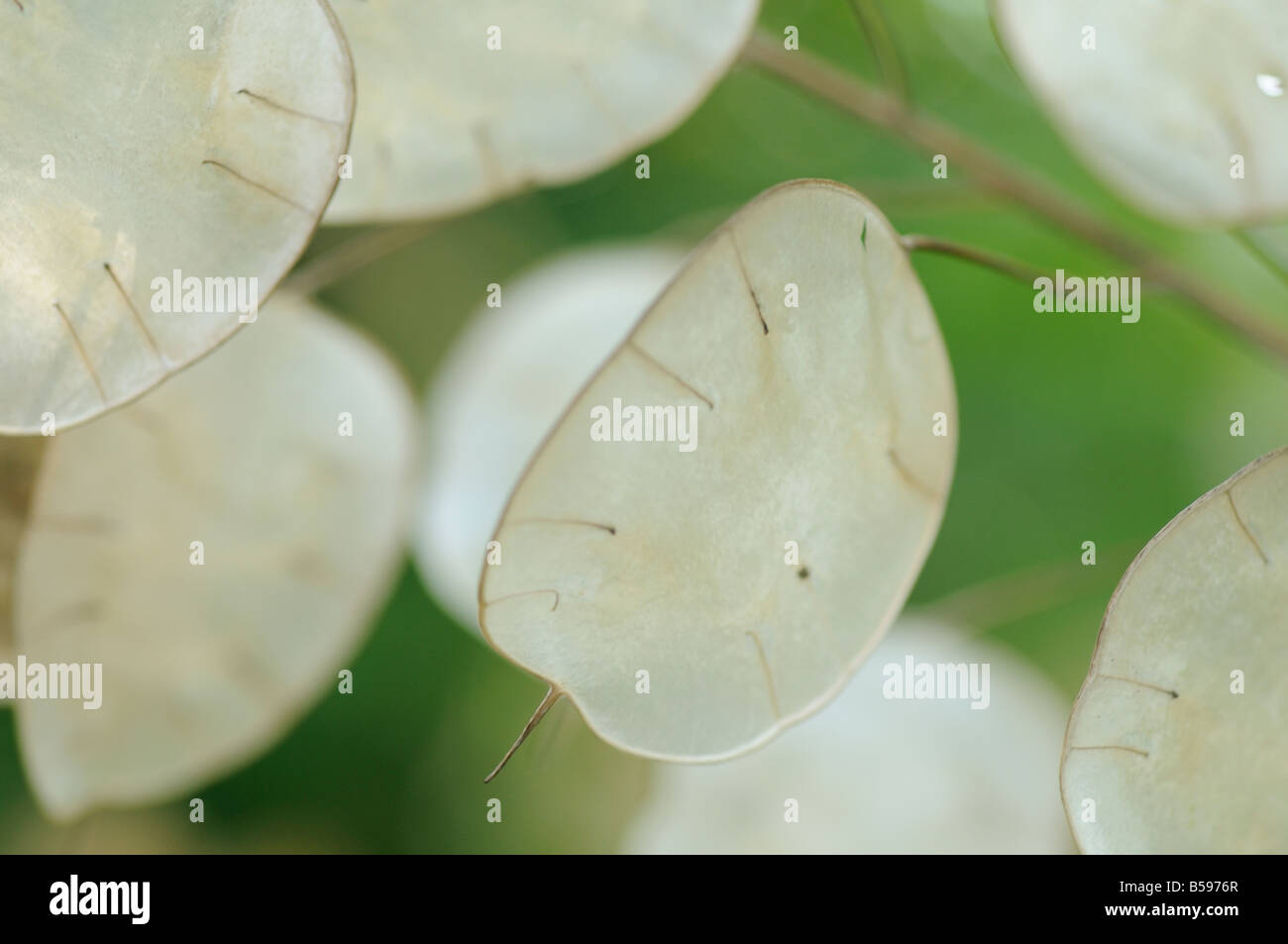 Honesty lunaria annua hi-res stock photography and images - Alamy