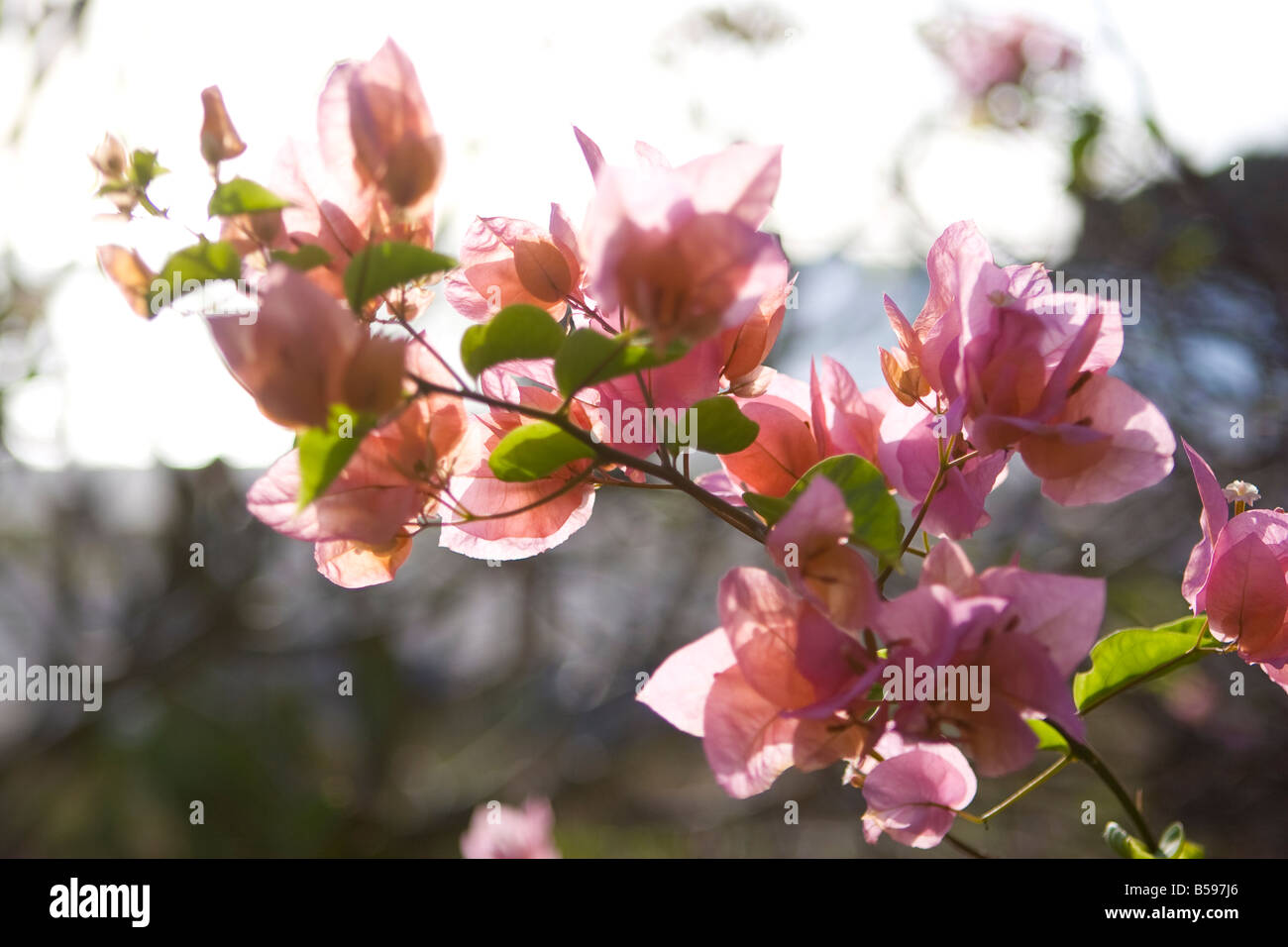 Tanzania flower hi-res stock photography and images - Alamy
