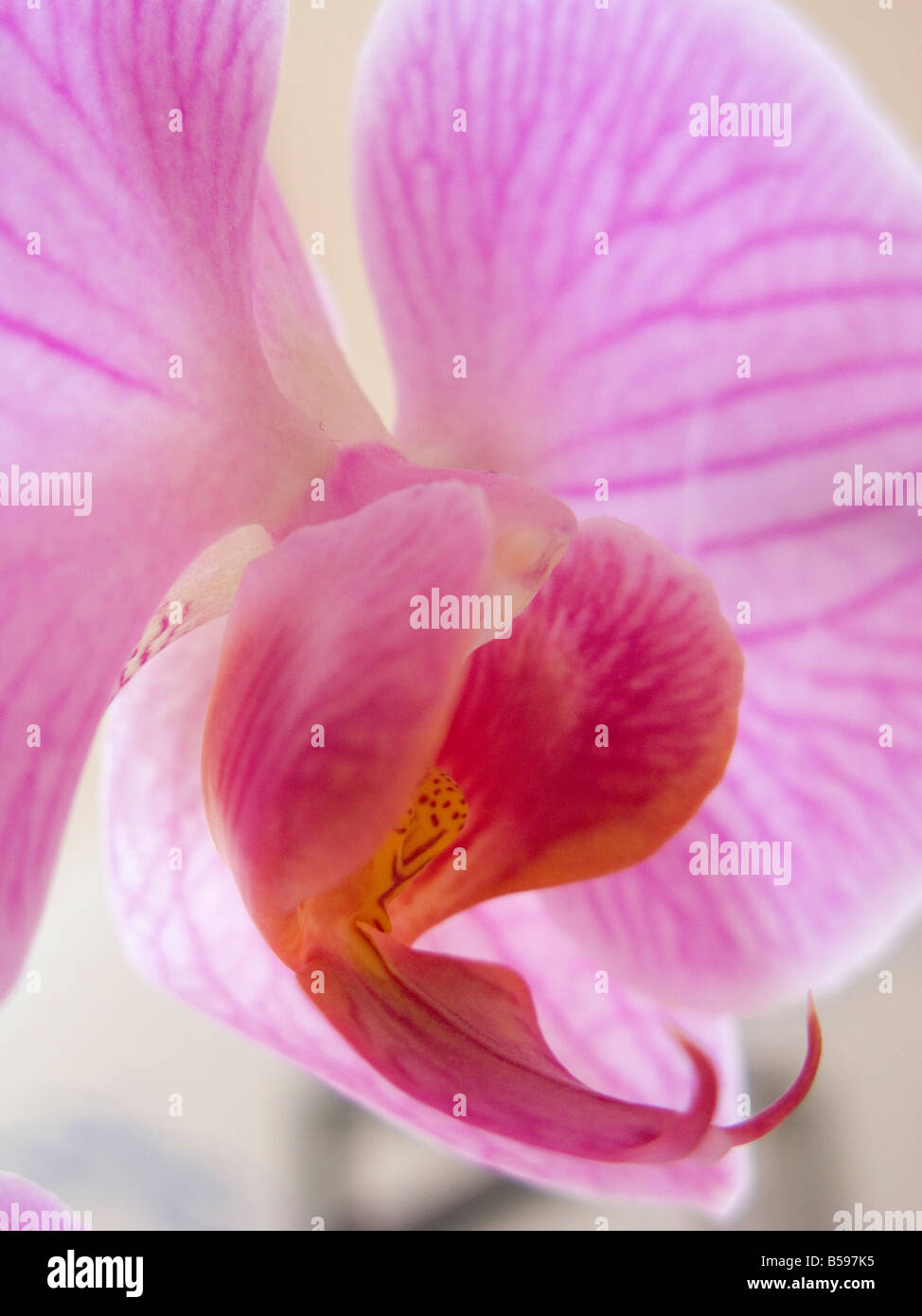 Side view of pink orchid , macro shot Stock Photo - Alamy