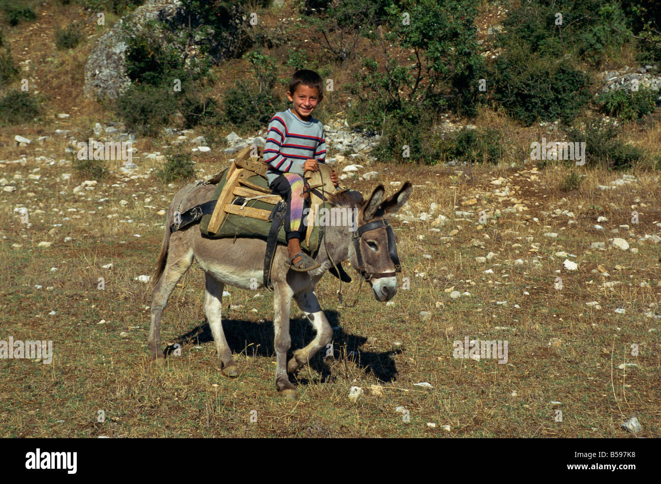 A local boy sitting on a wooden saddle riding a mule in the Vjosa Stock ...