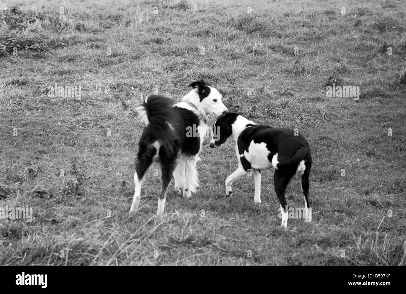 Consummated marriage hi-res stock photography and images - Alamy