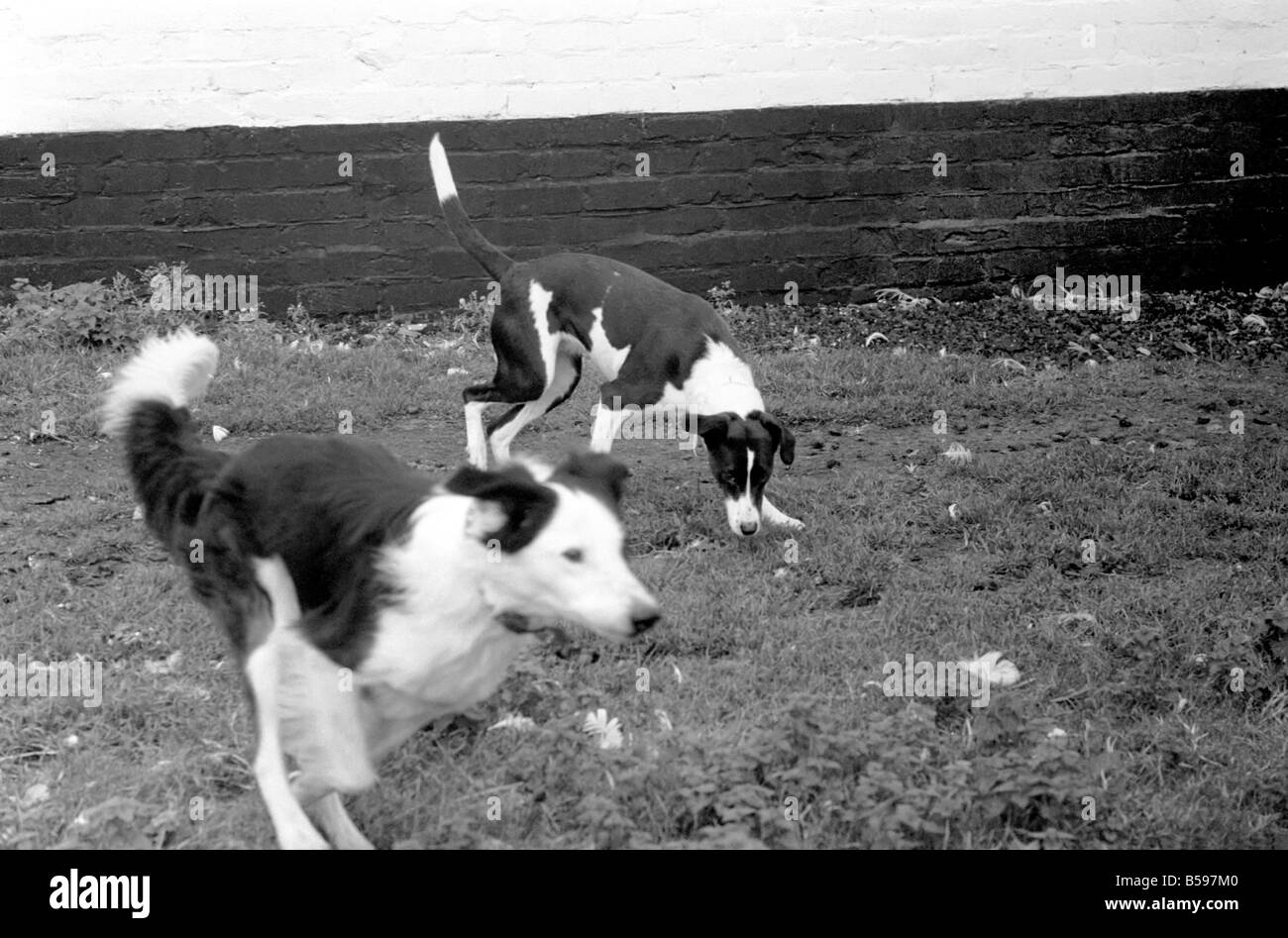 Sleek animals Black and White Stock Photos & Images - Alamy