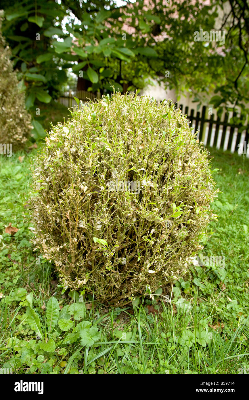 Box Tree Pyralid Moth (Glyphodes perspectalis). Boxwood (Buxus ...