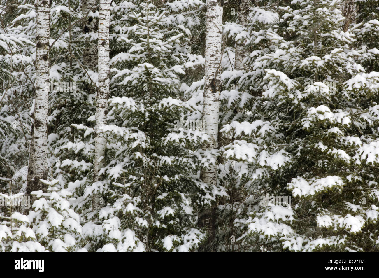 Birch and evergreen with fresh fallen snow Voyageurs National Park ...