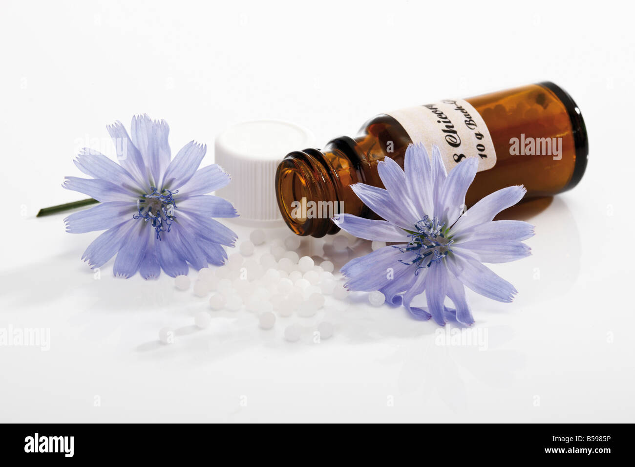 Bottle with Bach Flower Stock Remedy, Chicory (Cichorium intybus Stock ...