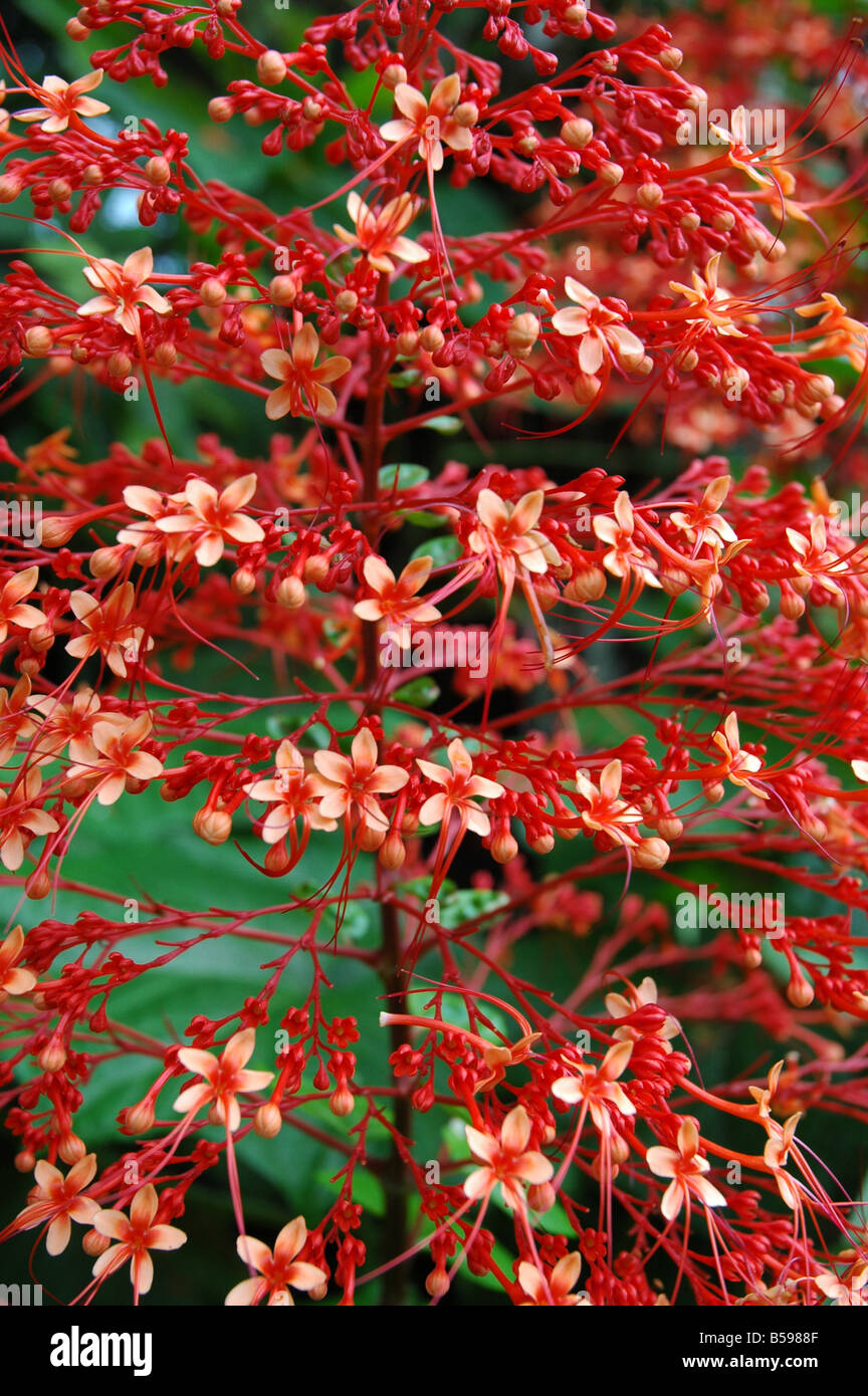 Delicate red flowers in rainforest Costa Rica Stock Photo - Alamy