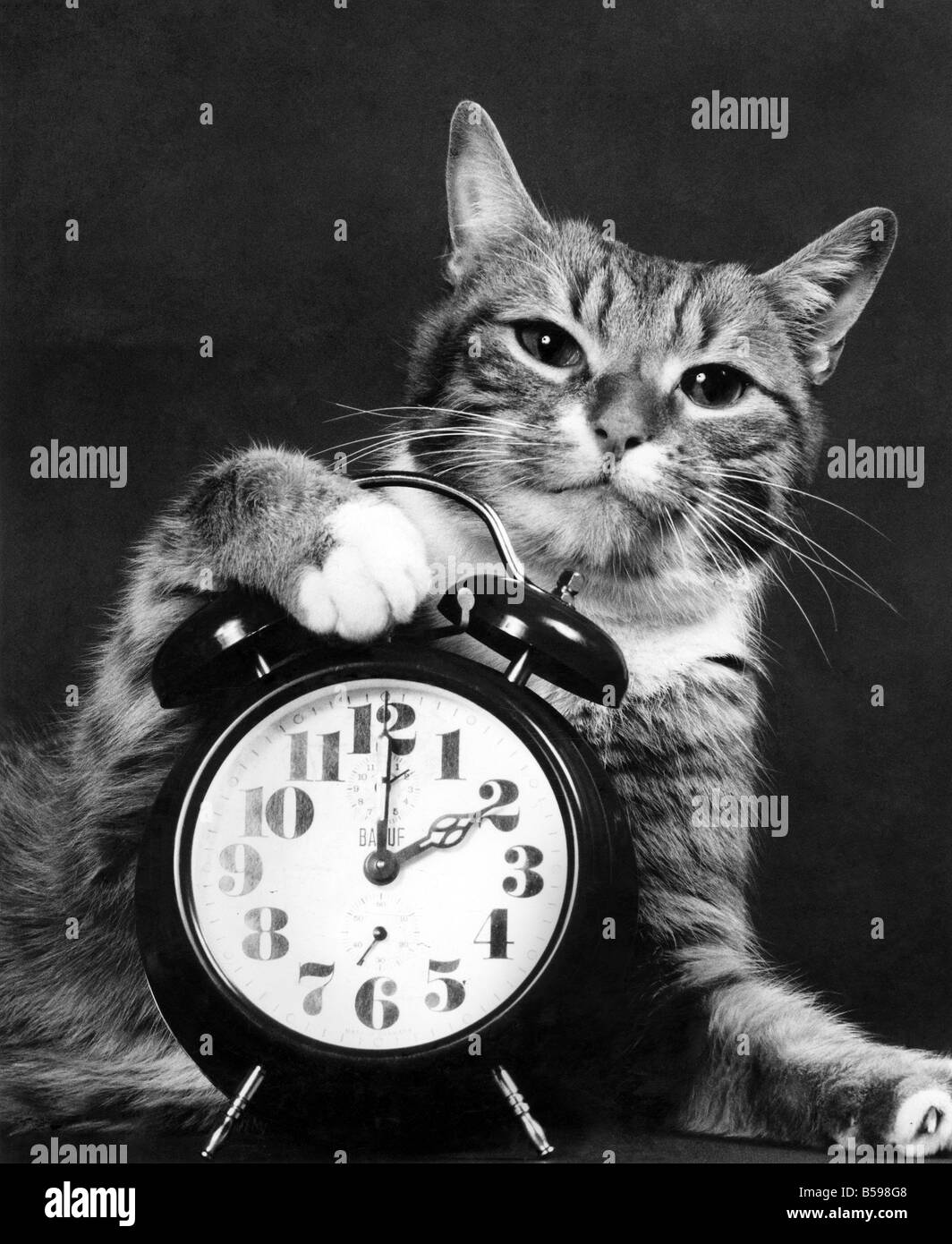 Olley is no ordinary cat he has been trained to perform in films and TV ...