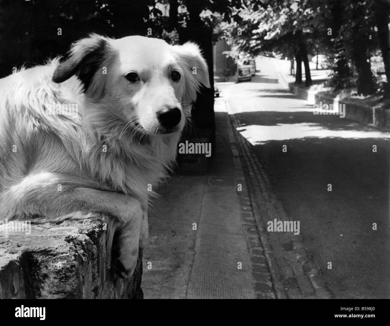 Harry the 15 months old white mongrel dog seen here peering over the ...