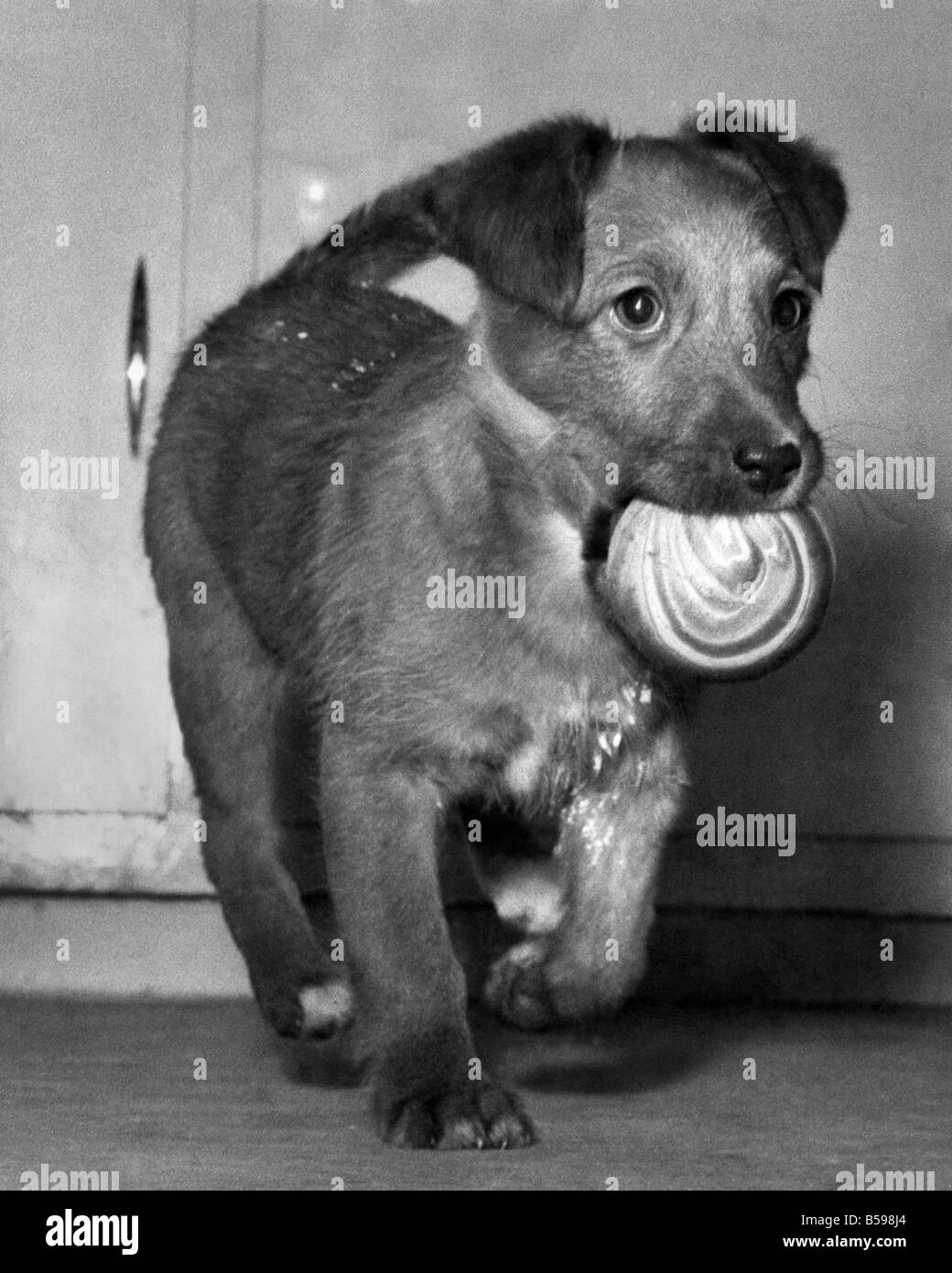 Bunty hi-res stock photography and images - Alamy