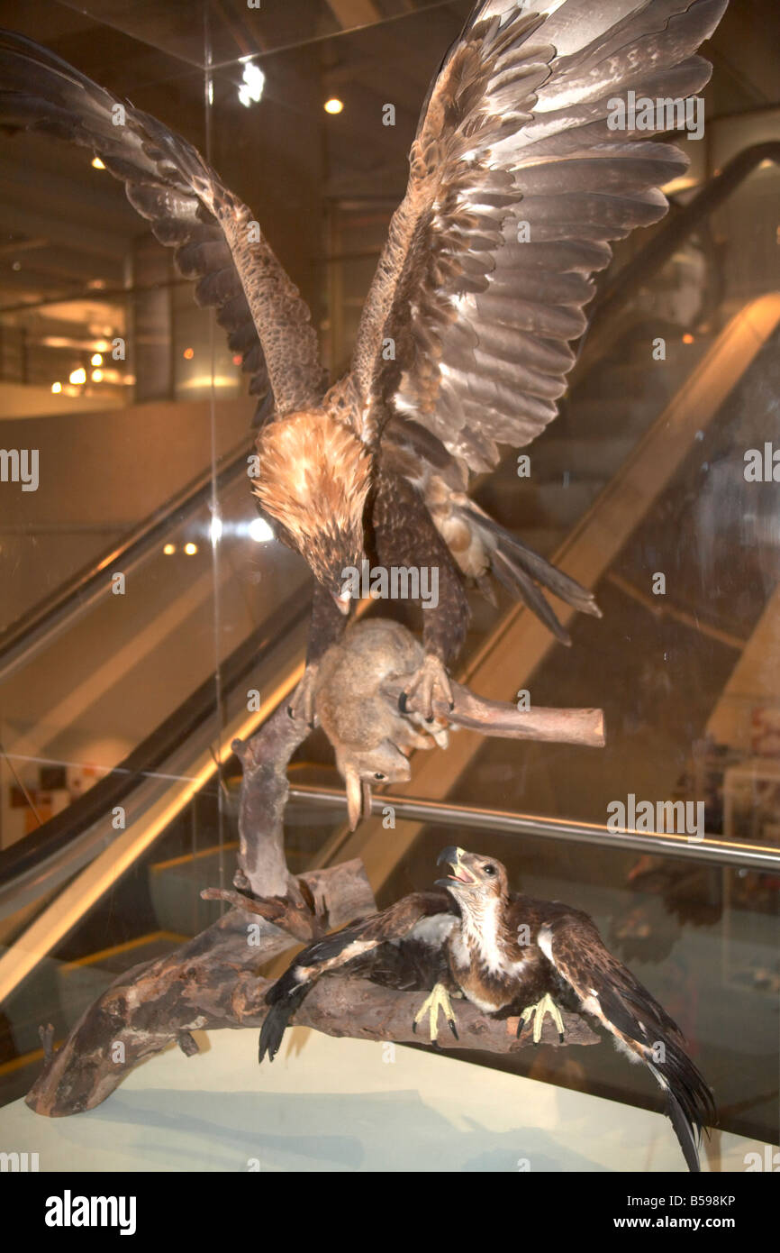 Eagle museum hi-res stock photography and images - Alamy