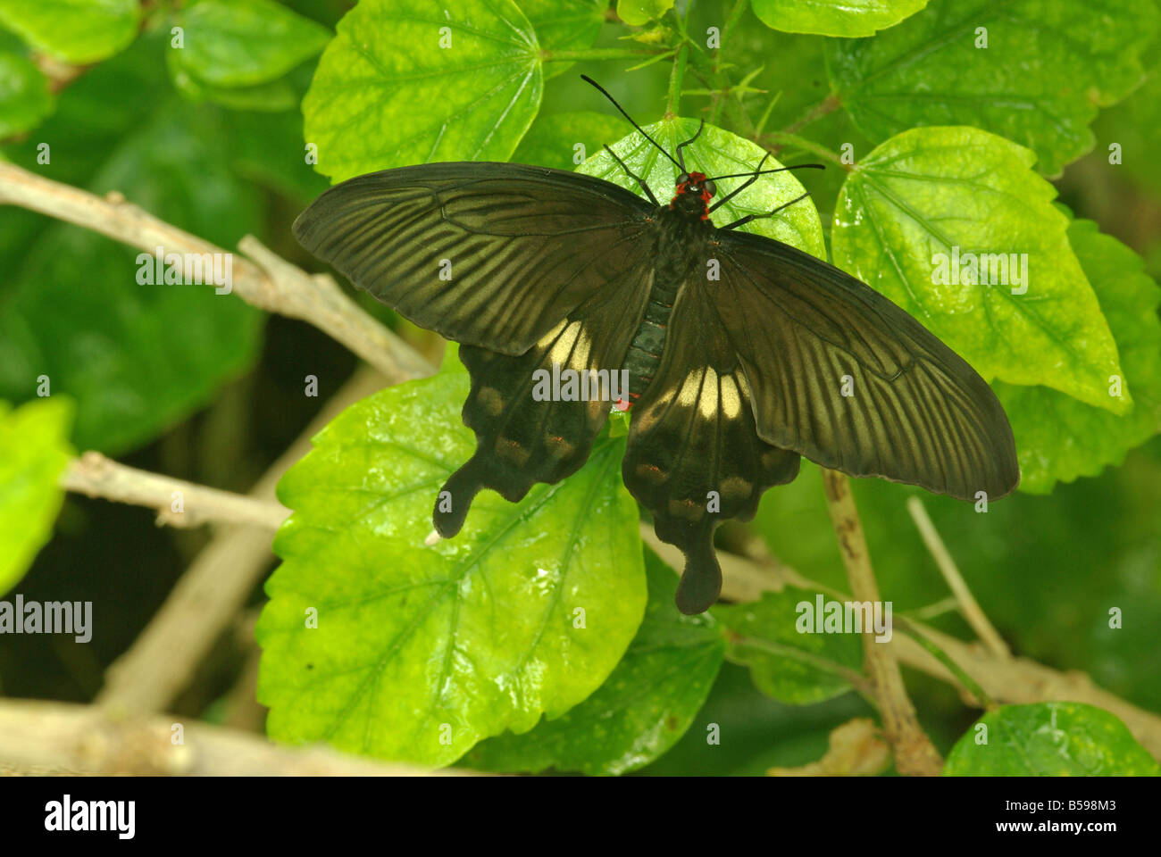 Papilio rumanzovia a species of Filipino swallowtail butterfly Stock ...