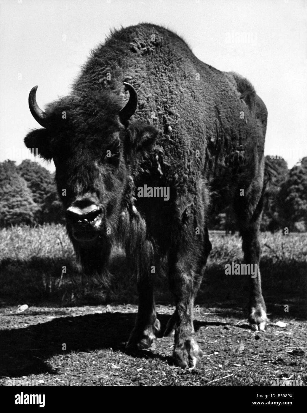 Warily hi-res stock photography and images - Alamy