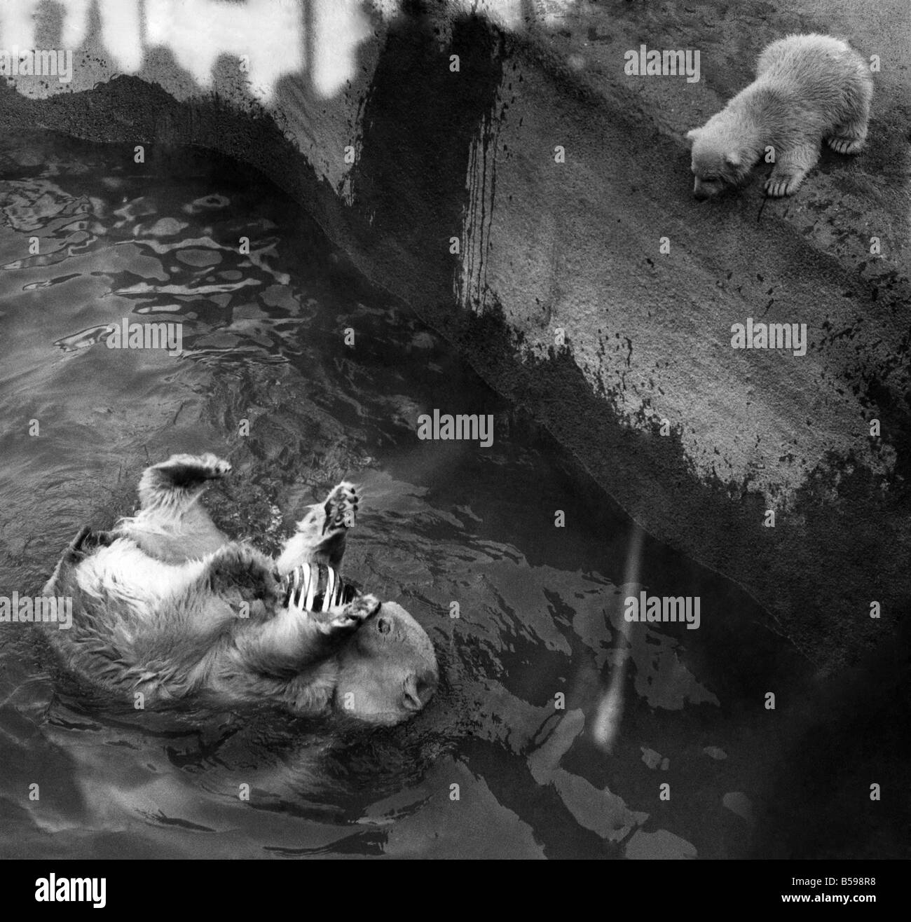 Pipaluk the polar bear cub is not sure about joining his mum Sally in ...