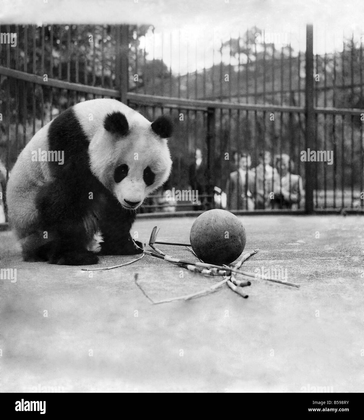 Animals: Pandas. October 1991 P007426 Stock Photo - Alamy