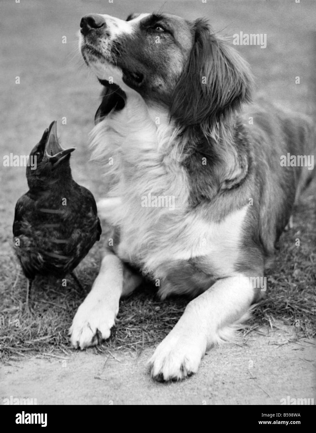 Crow dog hi-res stock photography and images - Alamy