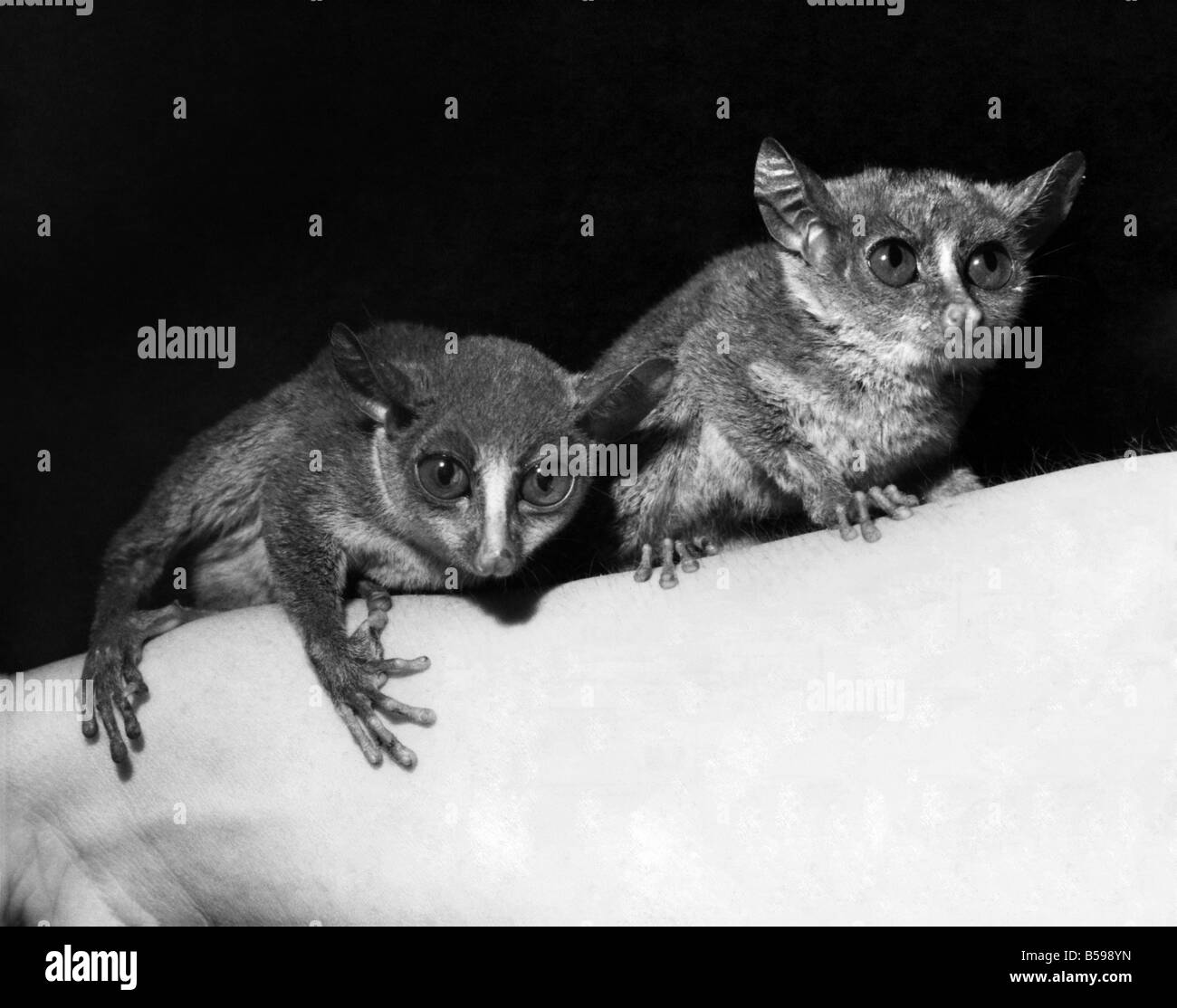 Snakes in the bush Black and White Stock Photos & Images - Alamy