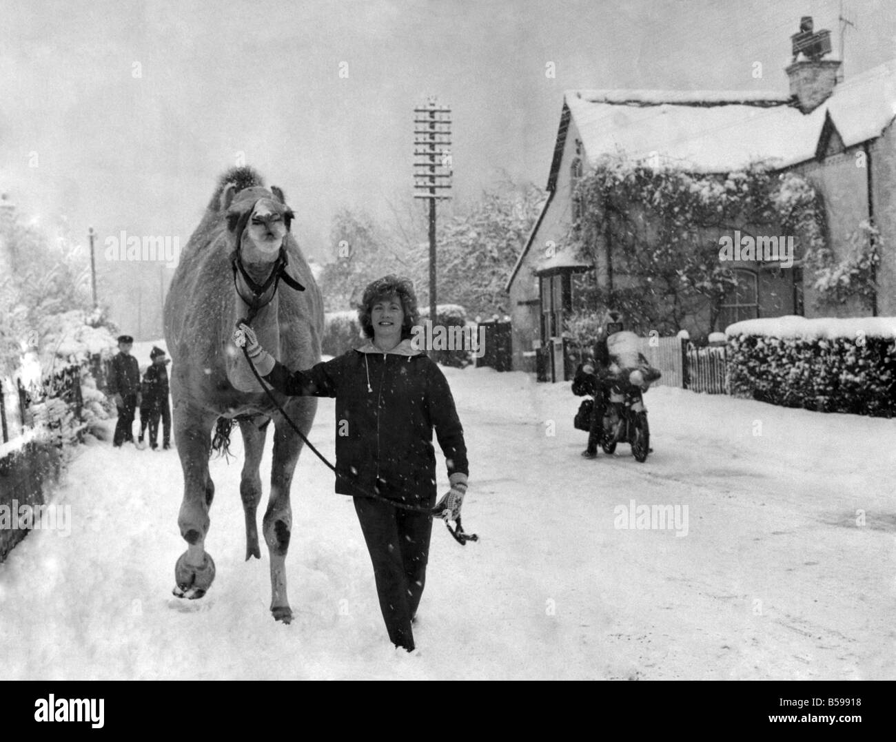 A camel walks through the snow: in the village of Winkfield Row (Berks ...