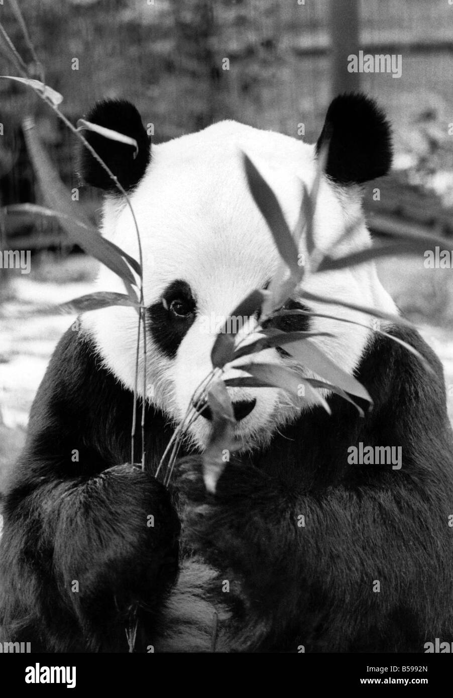 Chia Chia the Panda at London Zoo seen here enjoying some bamboo ...