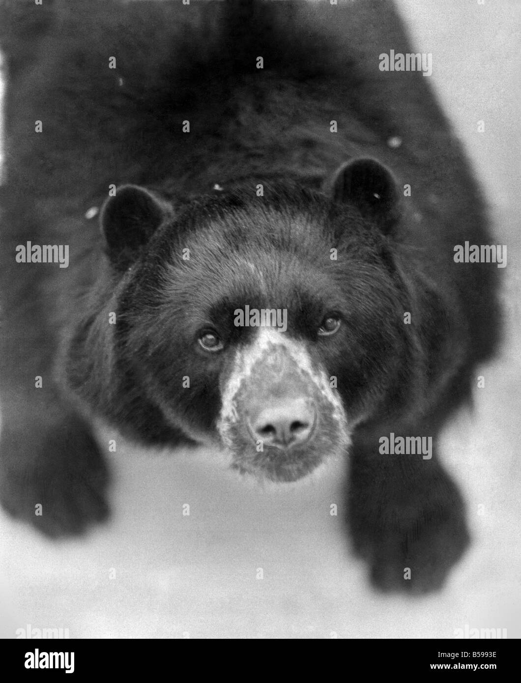 Visible animals Black and White Stock Photos & Images - Alamy