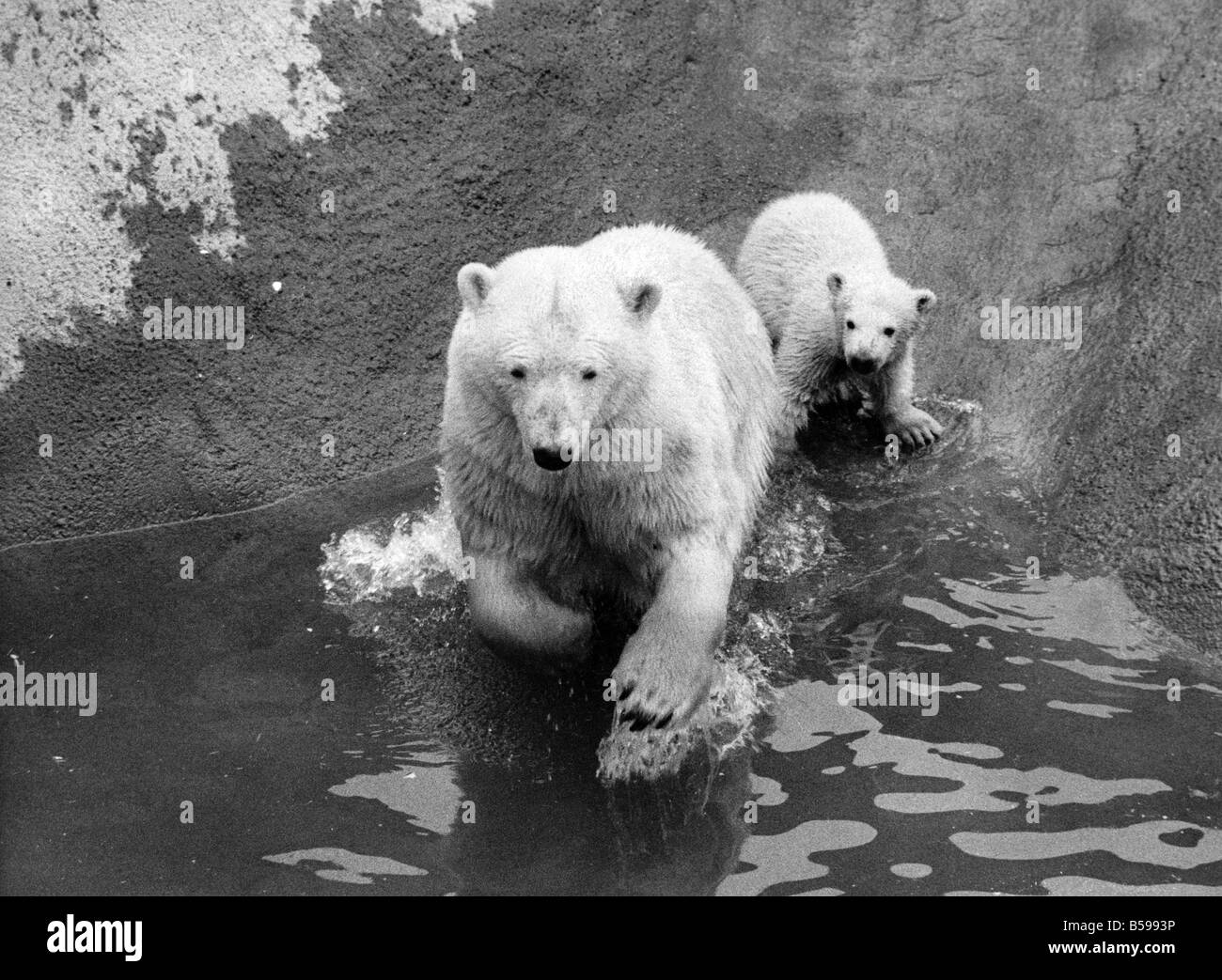 Polar Bear Cubs And Mother Drawing