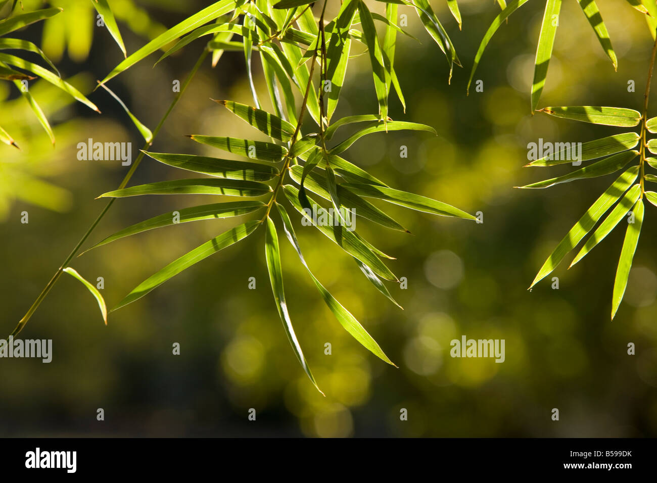 Leaves of a species of Phyllostachys bamboo at Brookgreen Gardens ...