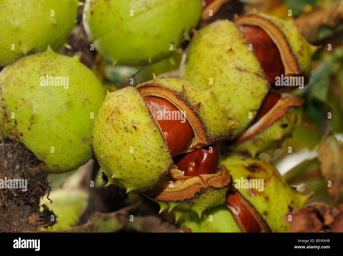 Horse-chestnuts about to fall Stock Photo - Alamy
