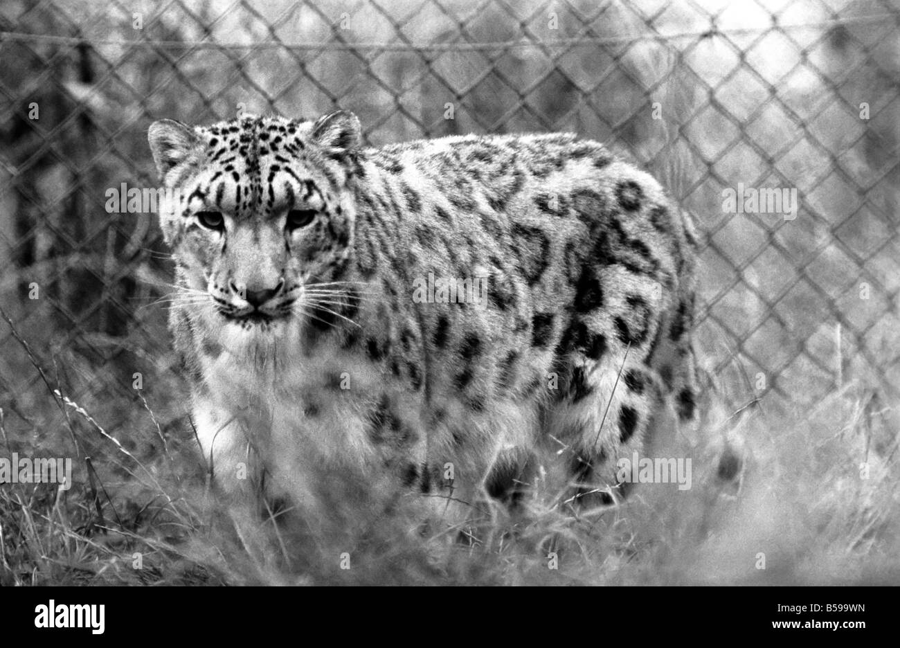 Howletts Black and White Stock Photos & Images - Alamy