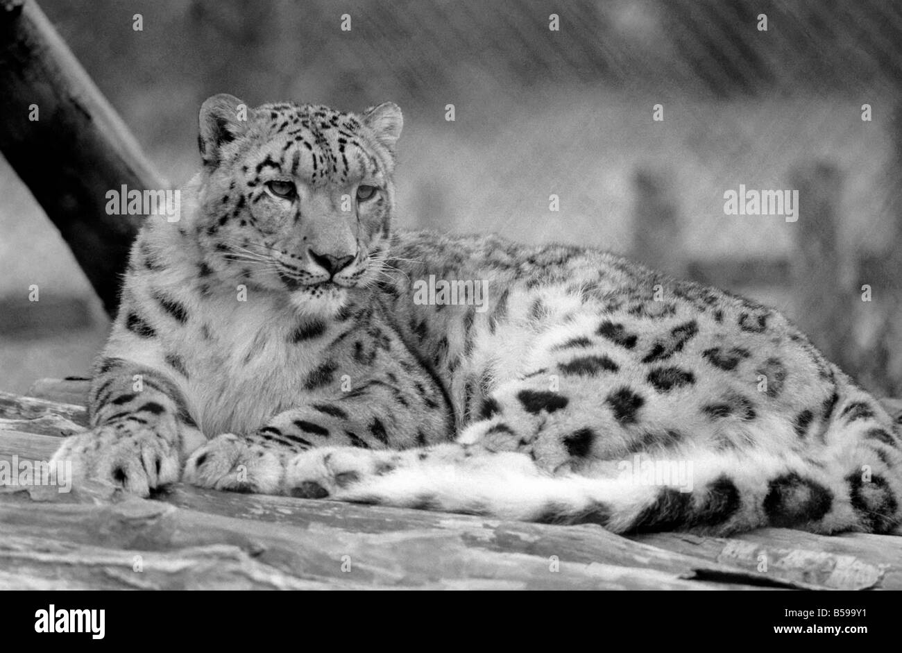 Animals/Cute. Howlett's Zoo. August 1977 77-04422 Stock Photo - Alamy