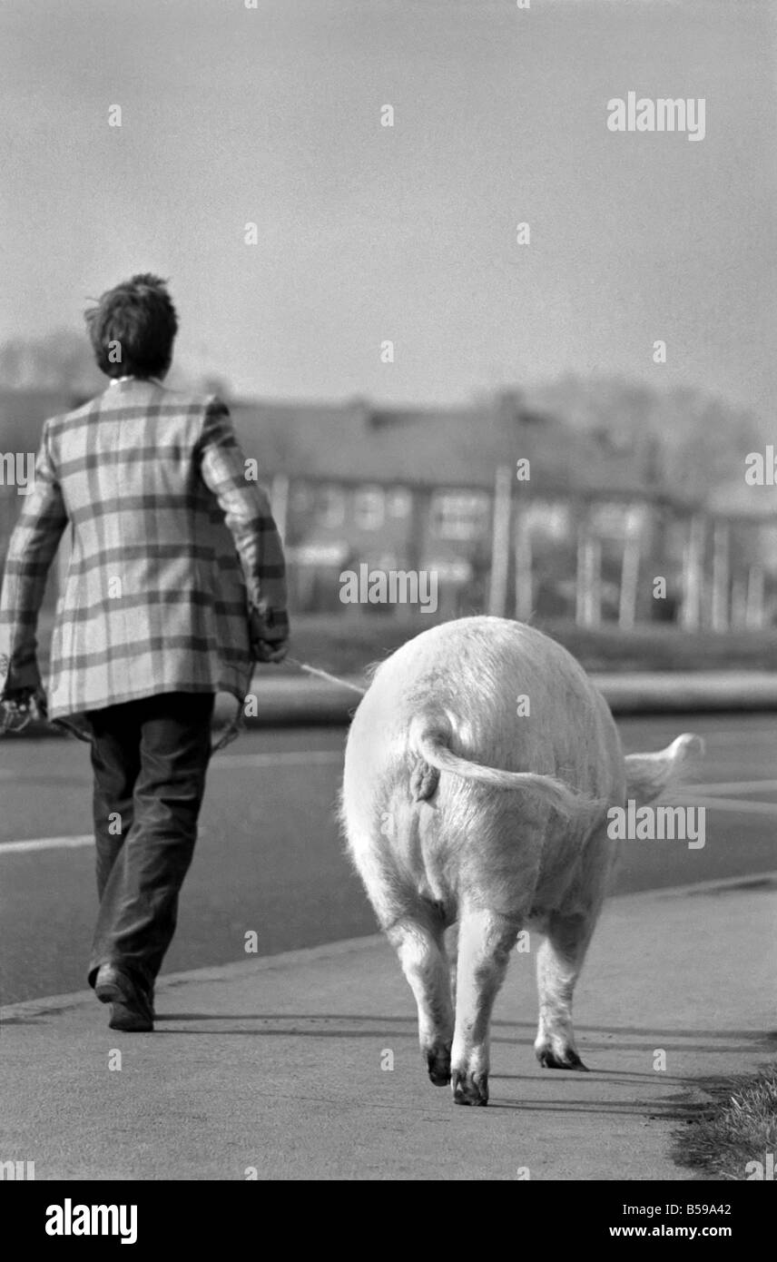 Animals: Humour. Porker Walker. Thorsten Kohrmann with Anna his ...