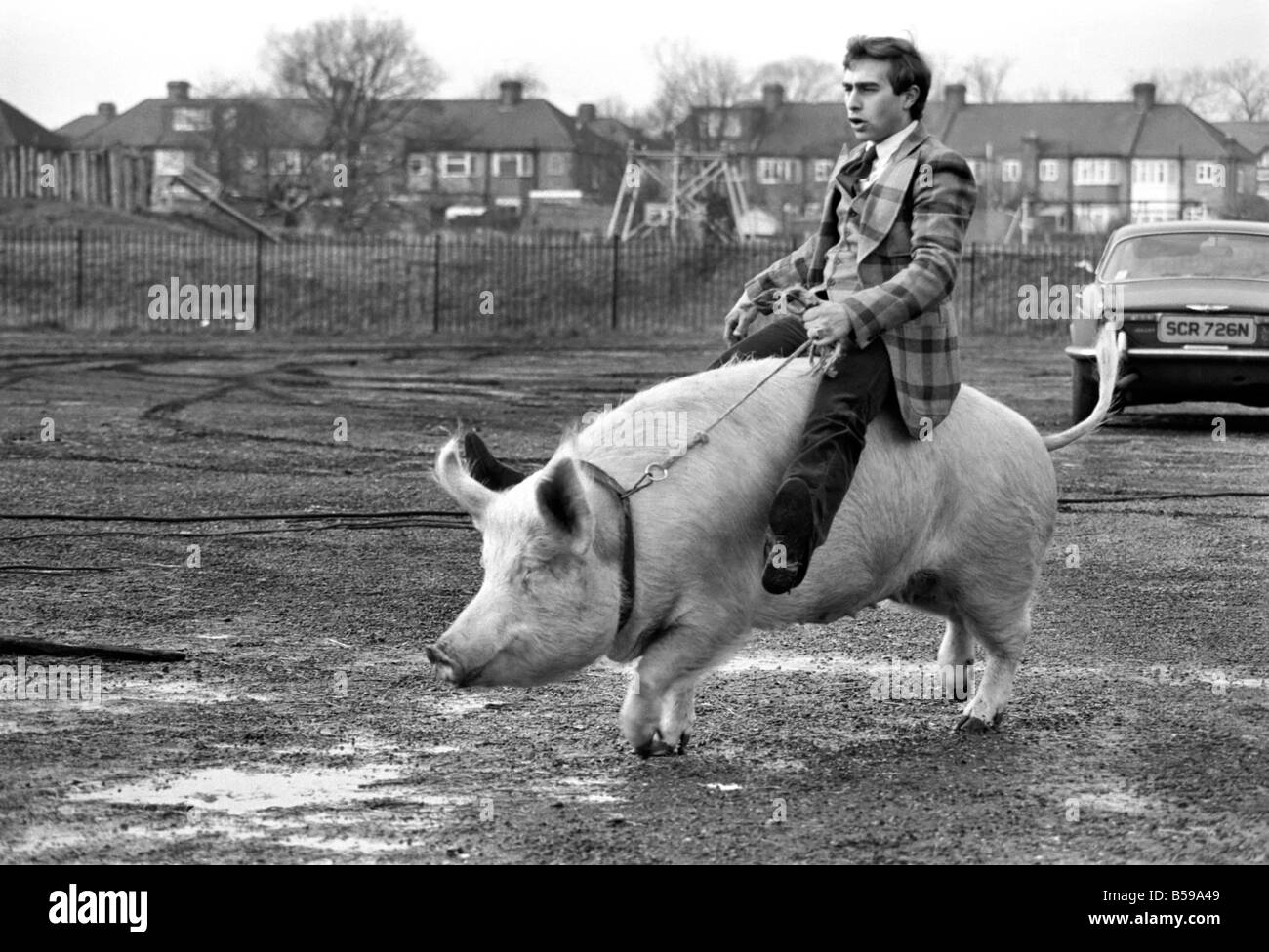 Animals: Humour. Porker Walker. Thorsten Kohrmann with Anna his ...