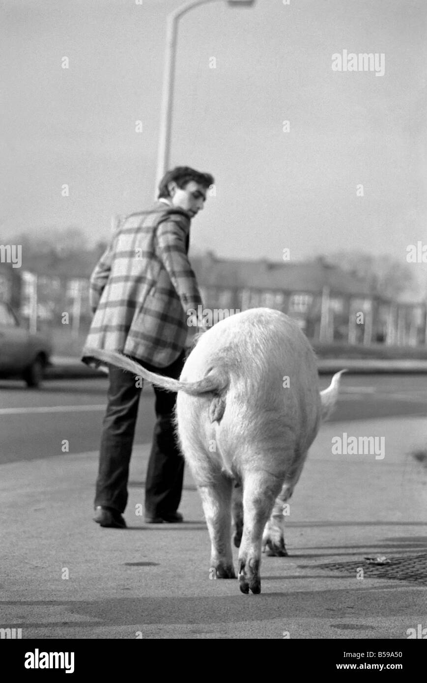 Animals: Humour. Porker Walker. Thorsten Kohrmann with Anna his ...