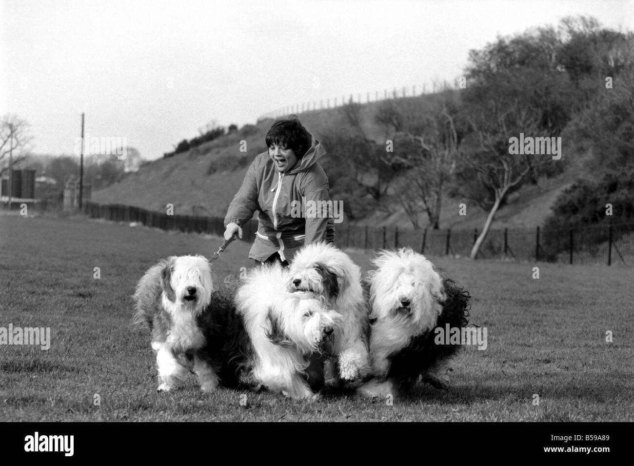 Animals. Dogs: Duke the Dulux dog has 3 understudies they are Tania ...