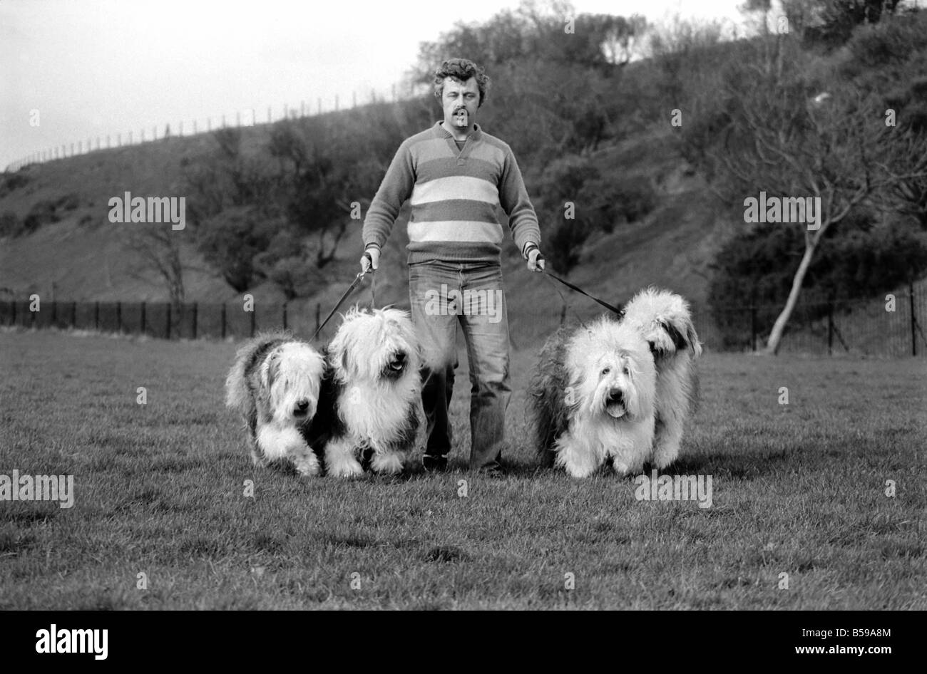 Animals. Dogs: Duke the Dulux dog has 3 understudies they are Tania ...