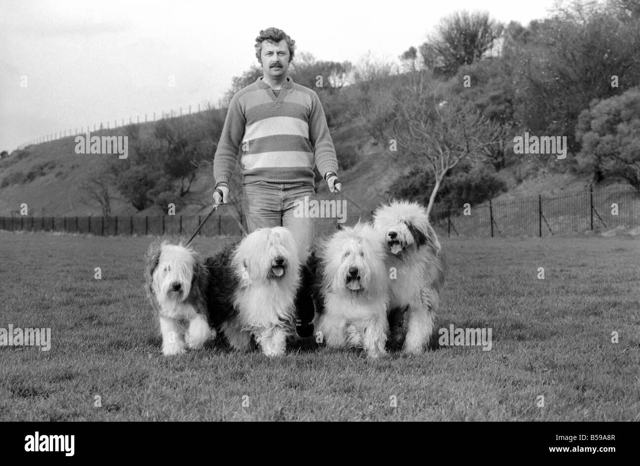 Animals. Dogs: Duke the Dulux dog has 3 understudies they are Tania ...