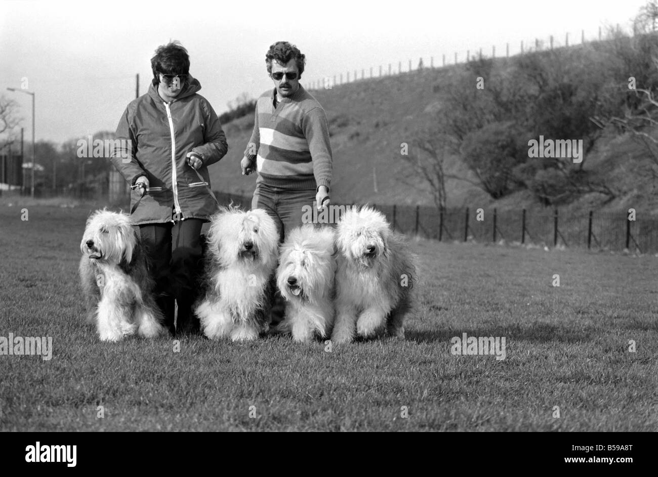 Animals. Dogs: Duke the Dulux dog has 3 understudies they are Tania ...