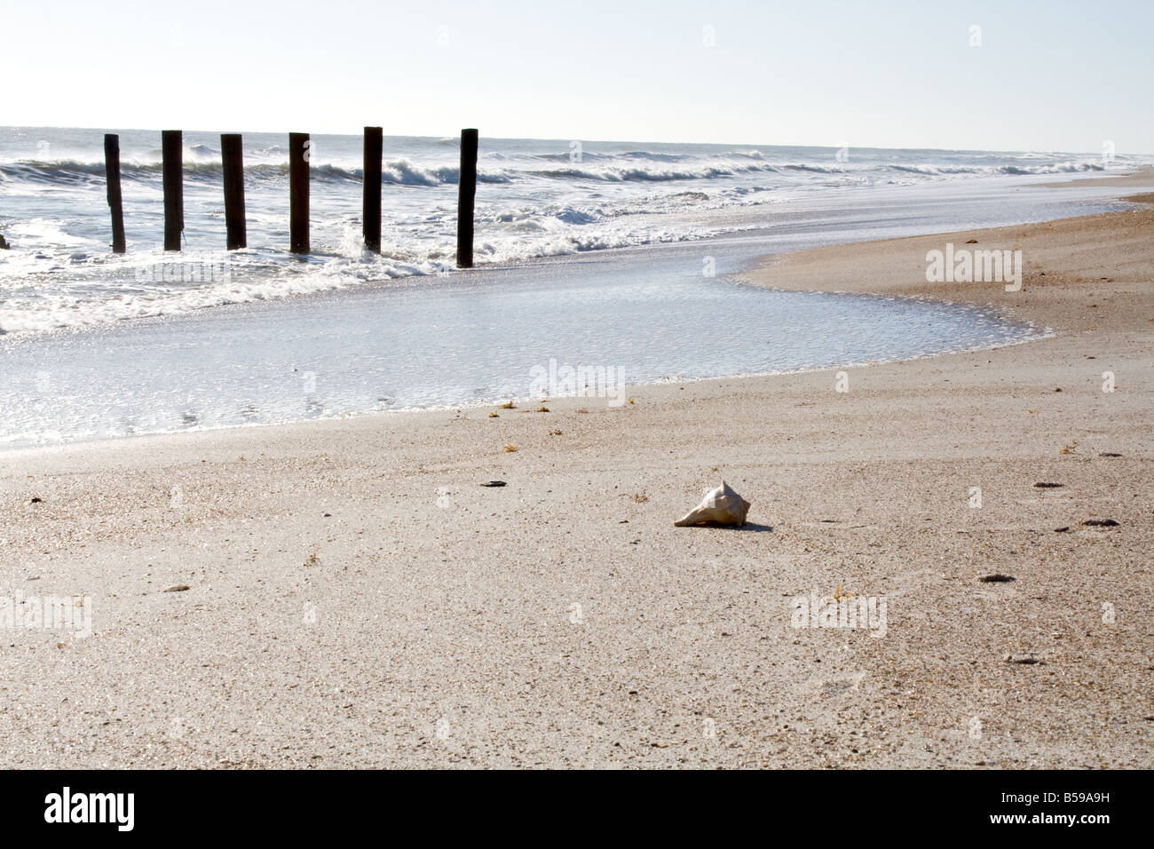 Lone shell hi-res stock photography and images - Alamy