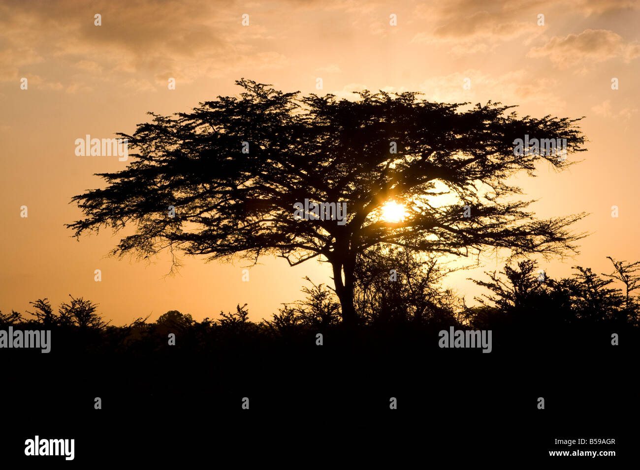 Acacia Tree, Saadani National Park, Tanzania Stock Photo - Alamy