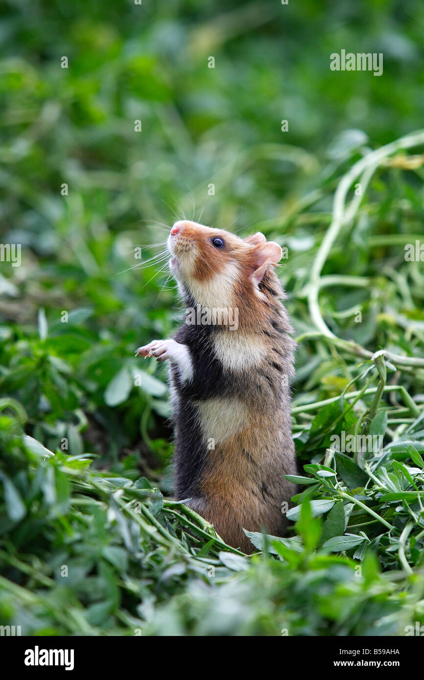 Hamster on black hi-res stock photography and images - Alamy