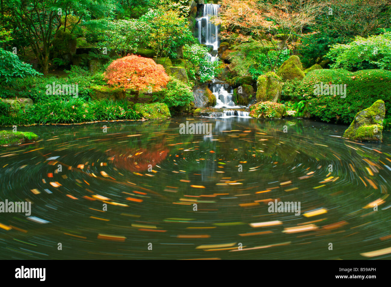 Fall colours in maple trees oregon hi-res stock photography and images ...