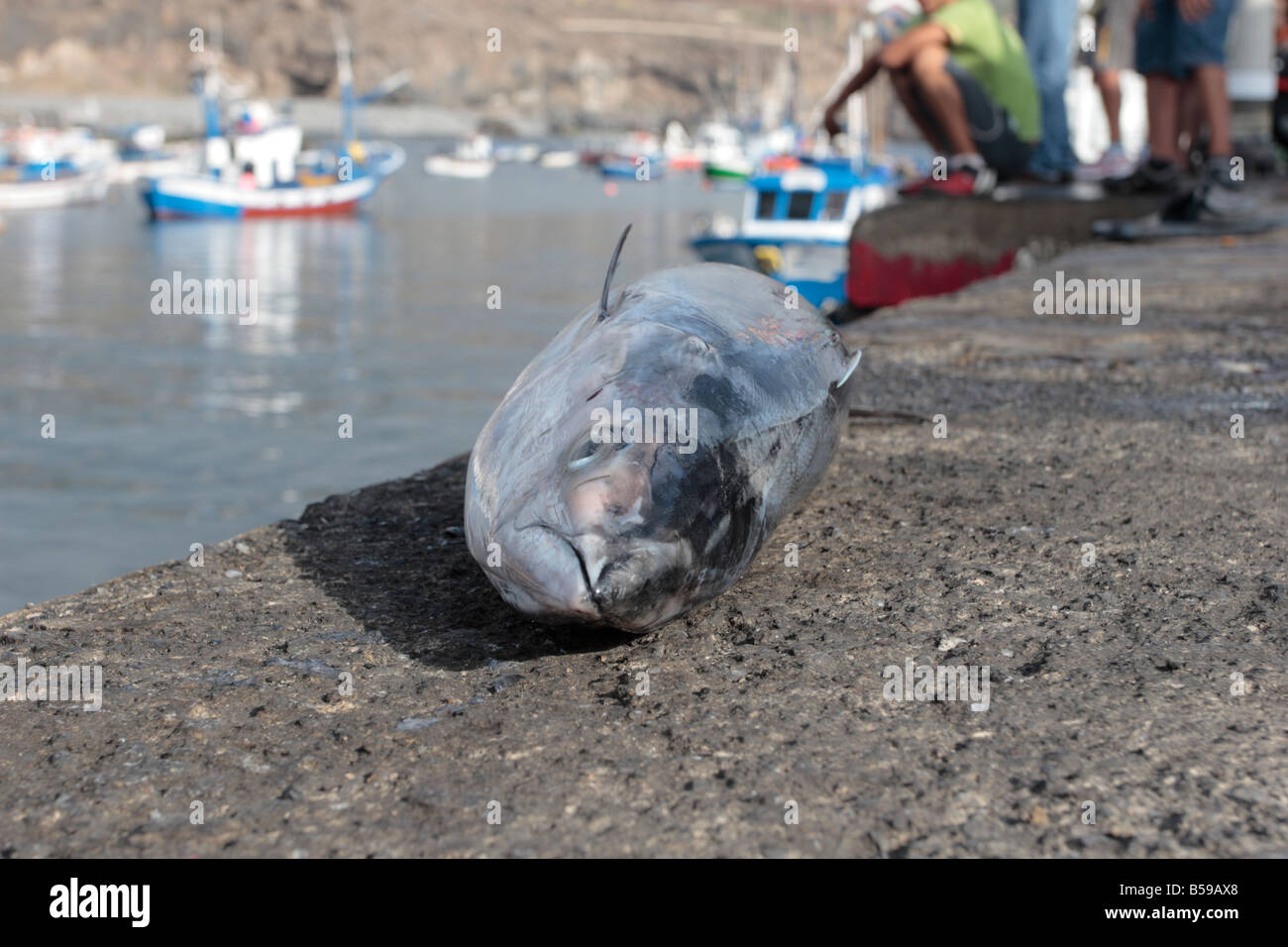 Bonito tuna fish on the quayside at Playa San Juan Tenerife Canary ...