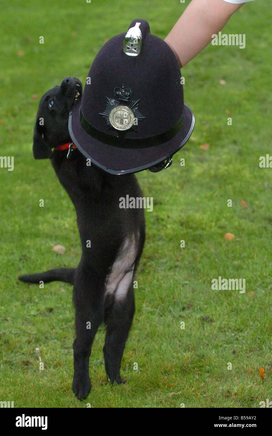 New recruit to the Durham police force Jet the 8 week old labrador ...