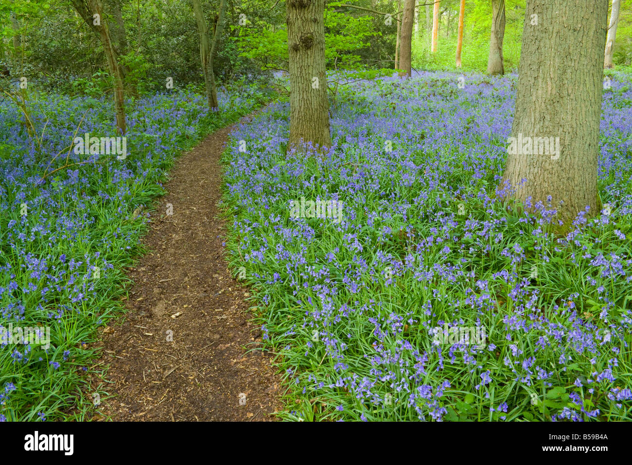 Staffhurst Wood High Resolution Stock Photography and Images - Alamy