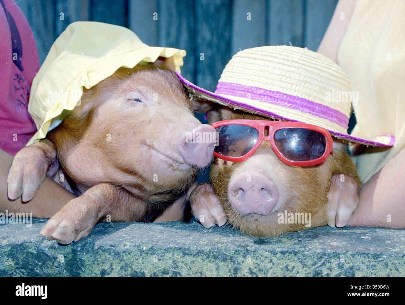 Animals pigs humour sunglasses hats clothing love romance couples ...