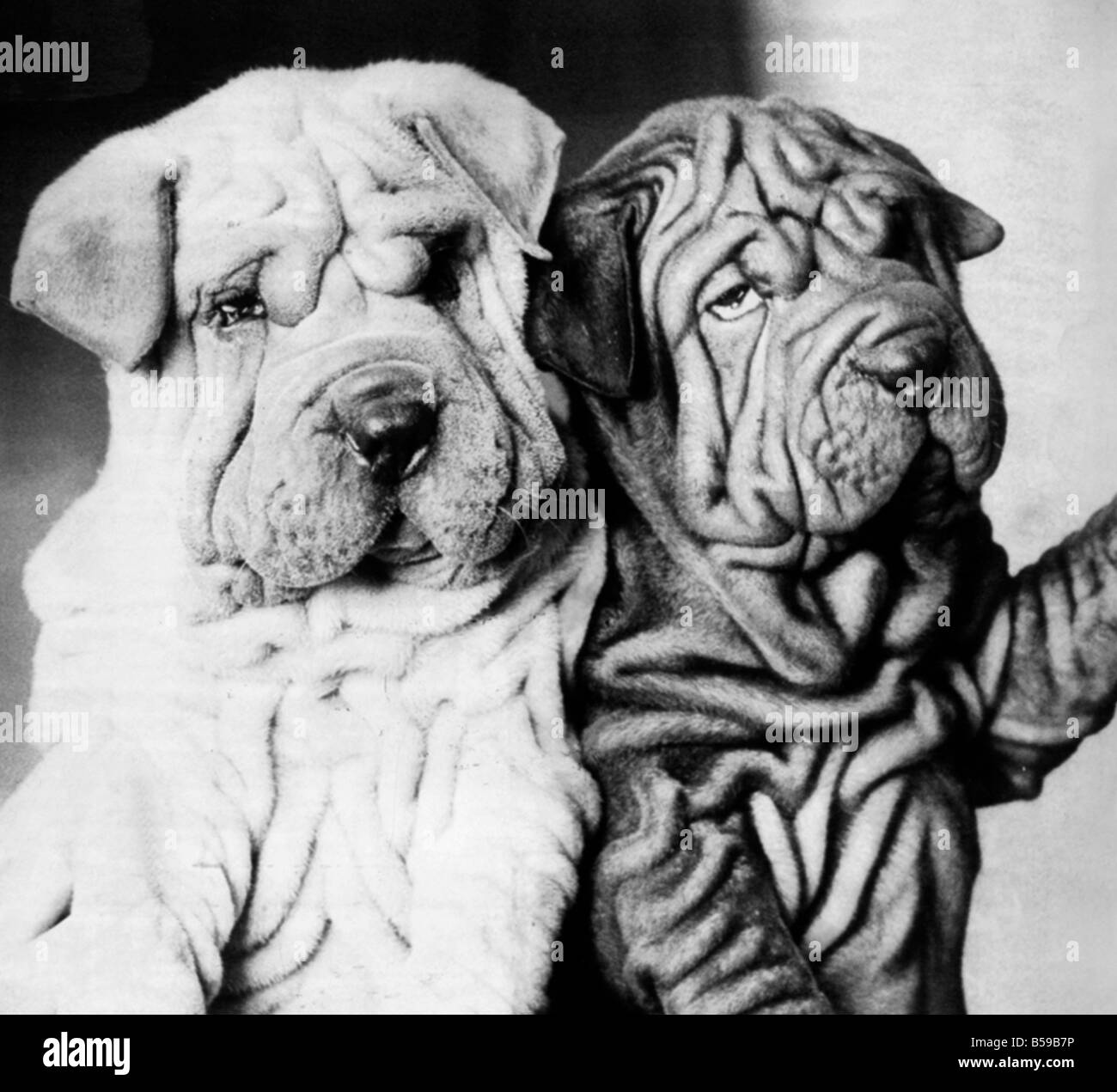 Pair of Chinese Shar Pei dogs Stock Photo - Alamy